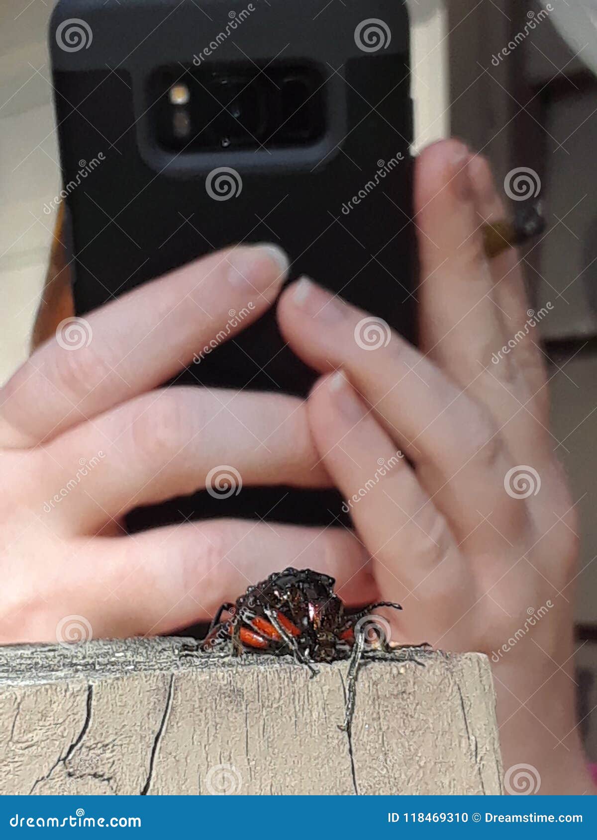 Hands with bugs stock photo. Image of camera, bugs, hands - 118469310