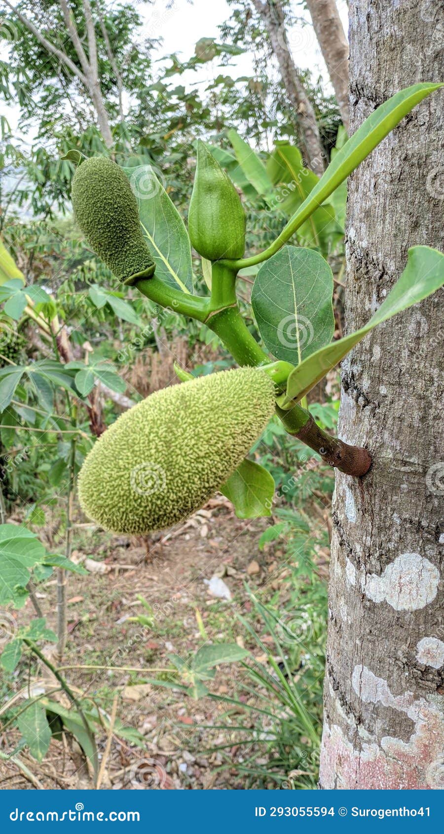 Camera Capture Close Up of the Texture of a Small Jackfruit Stock Photo ...