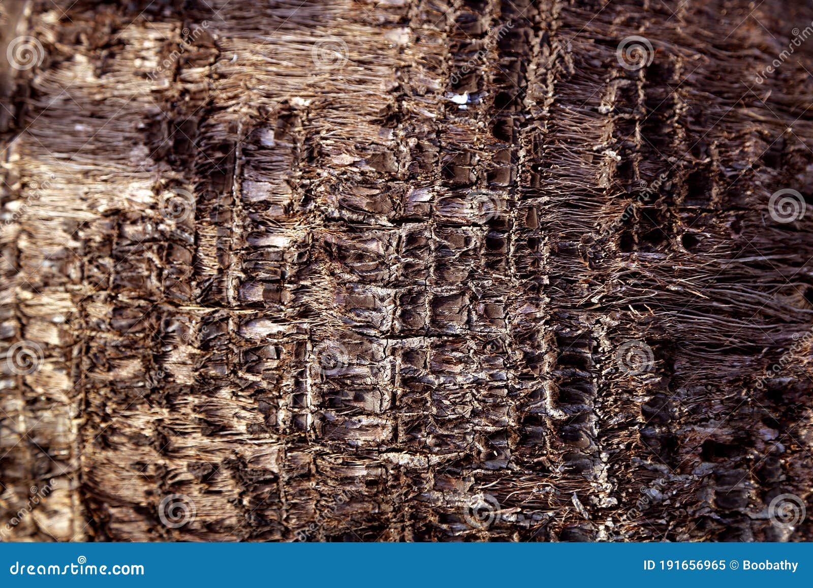 Palm tree texture stock image. Image of structure, color - 191656965