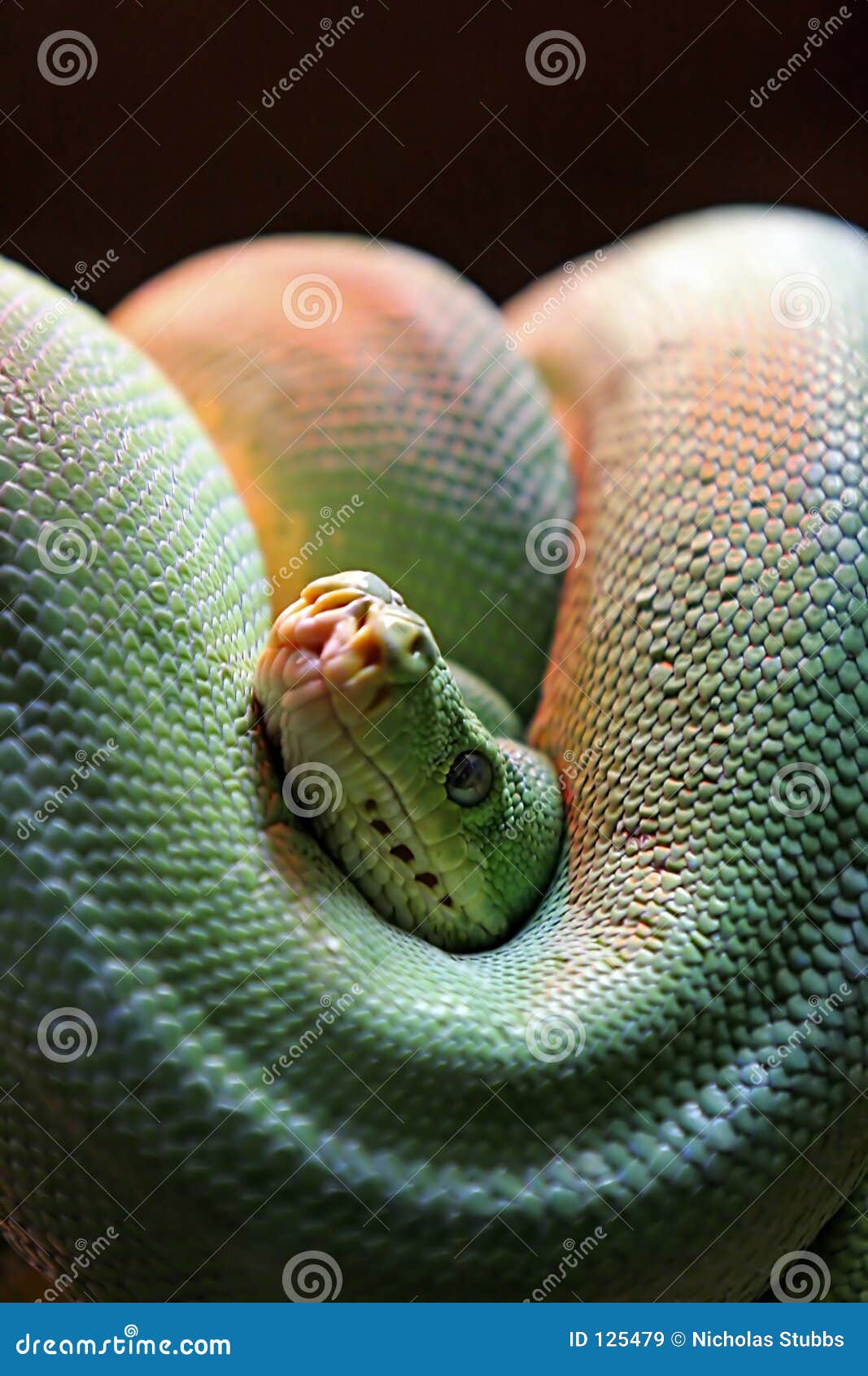 Camera Coiled Green Head Looking Out Peering Poisonous Snake 库存图片 - 图片 ...