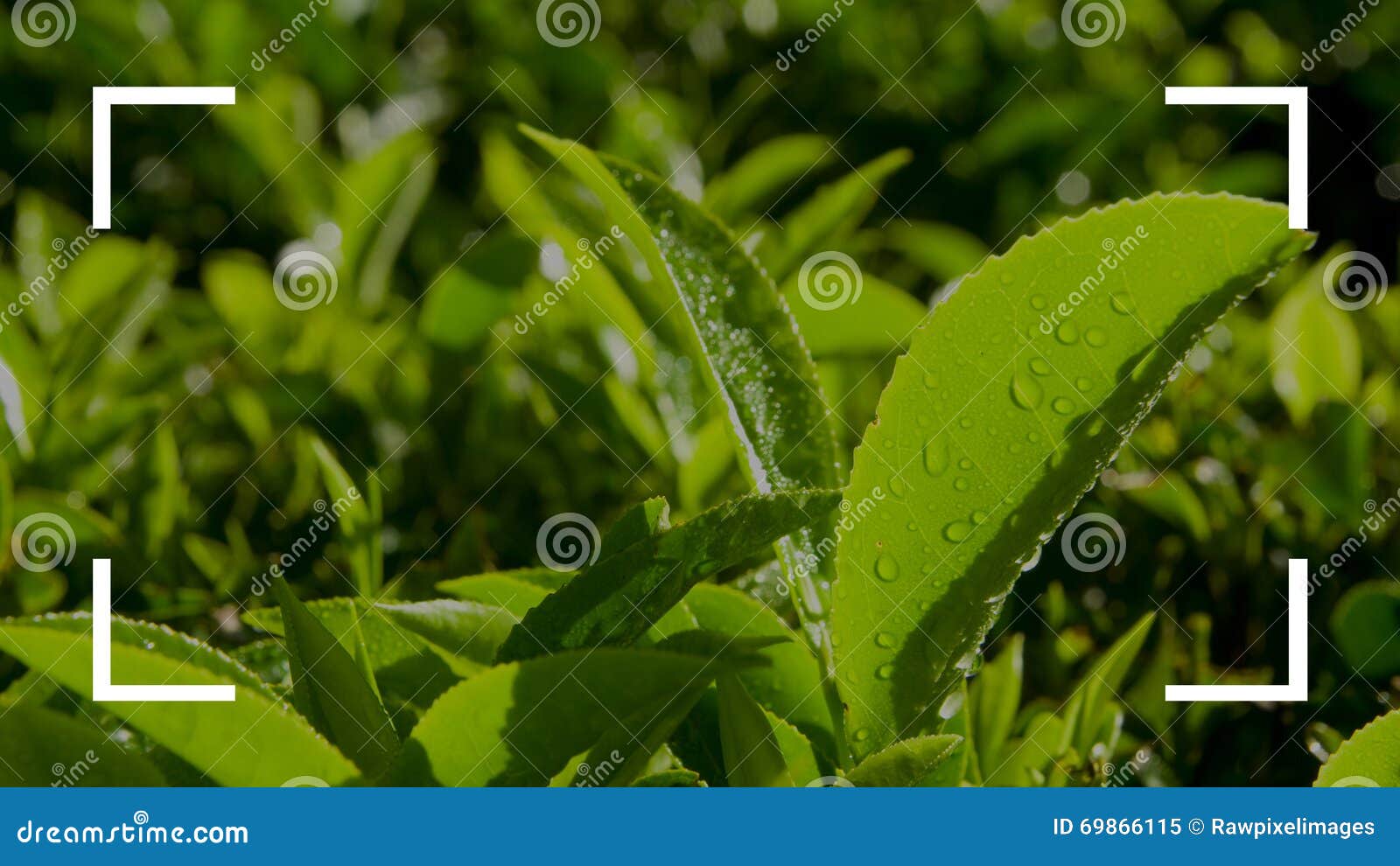 Camera Focus Frame Border Copy Space Concept Stock Image - Image of ...