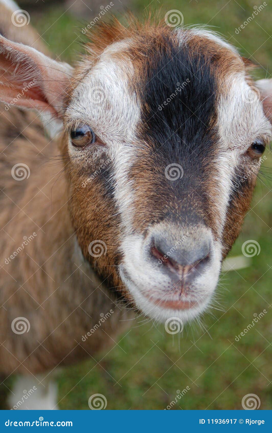 Camera friendly young goat stock image. Image of animals - 11936917