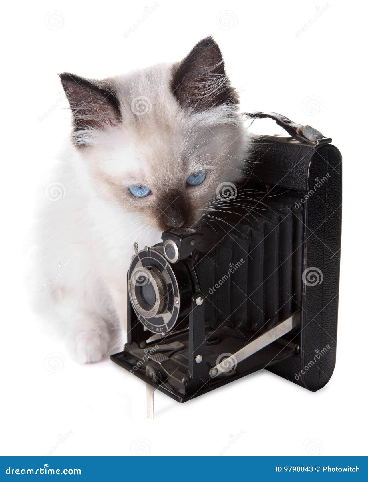 Camera and kitten stock image. Image of vintage, cute - 9790043