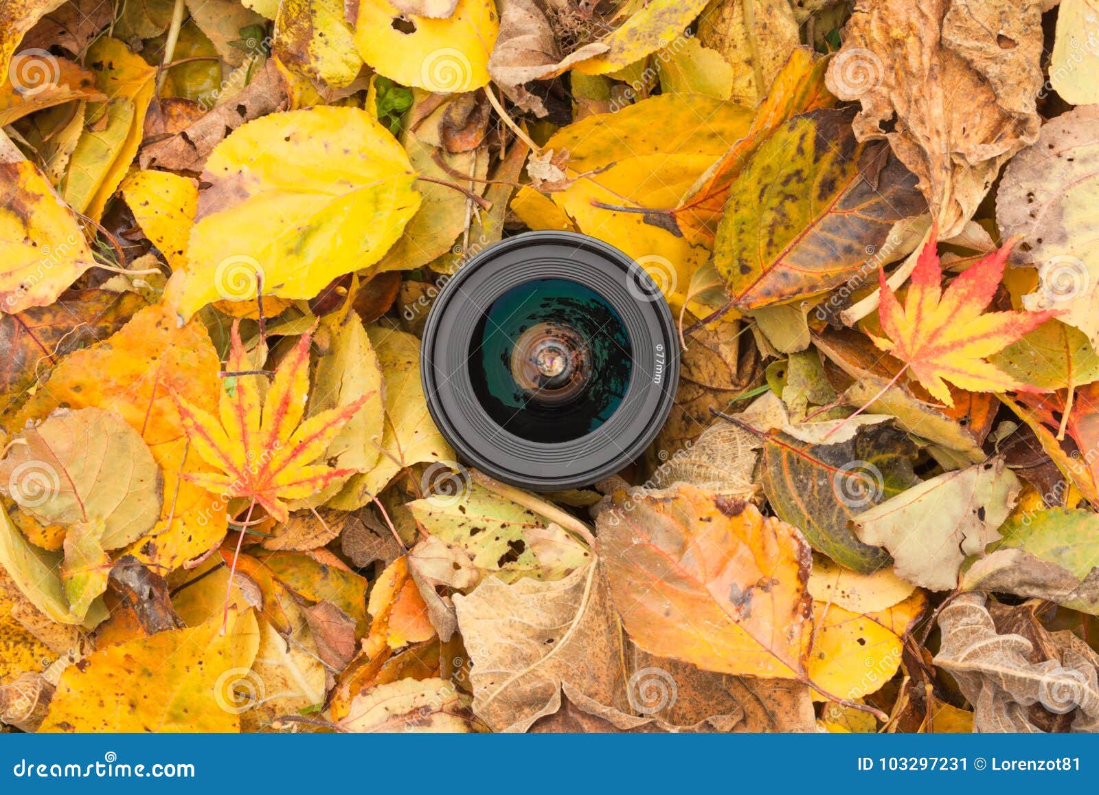 A Camera Lens Over a Colored Leaves Background in Autumn Stock Image ...