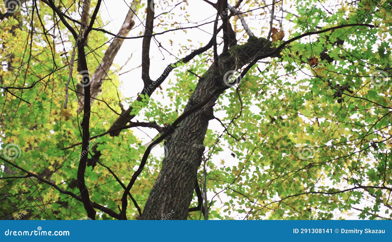 Tree Branches, Light and a Leaf Falling from a Tree in Autumn. Stock ...
