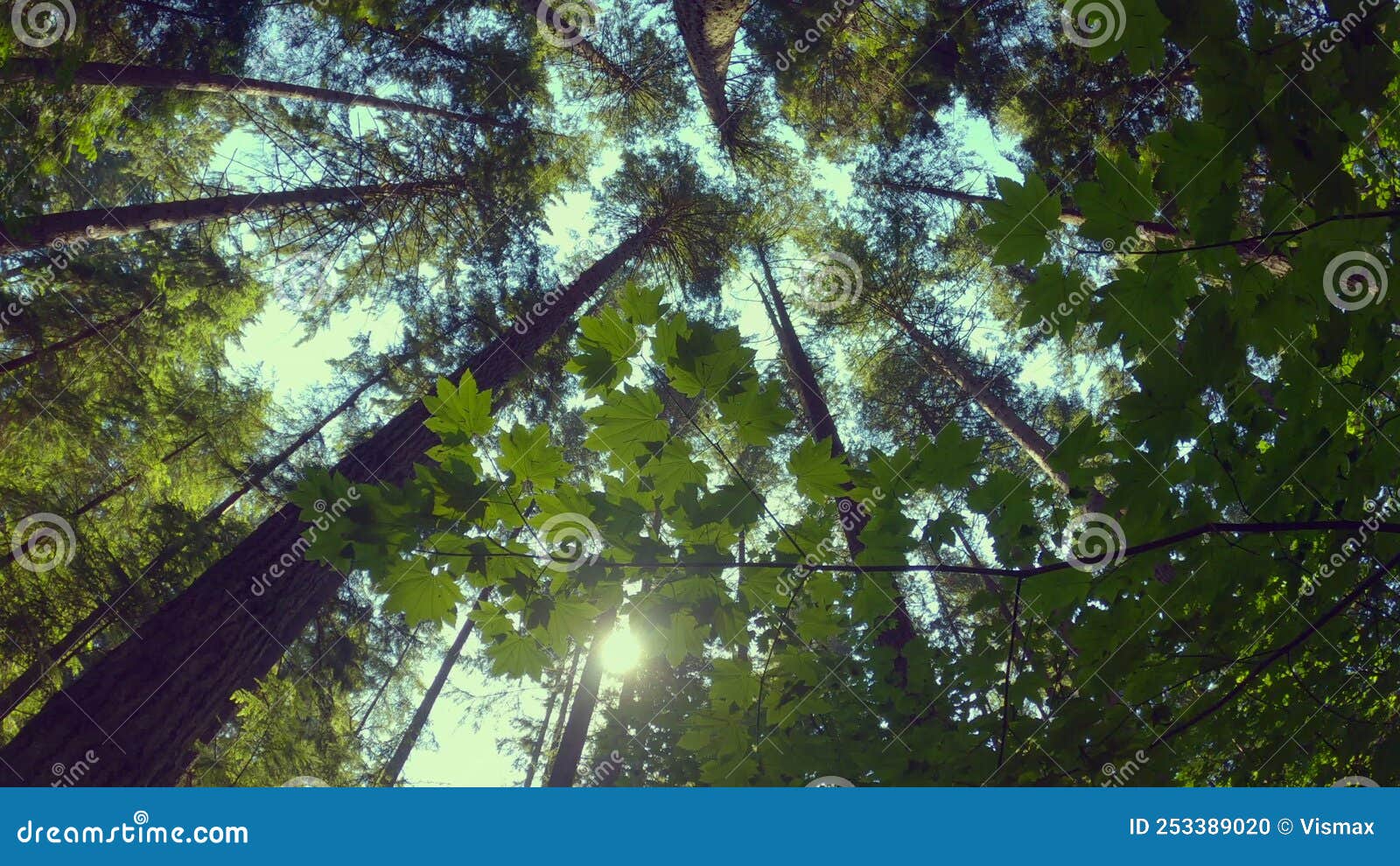 Pacific Northwest Forest Canopy 4K UHD Stock Footage - Video of area ...