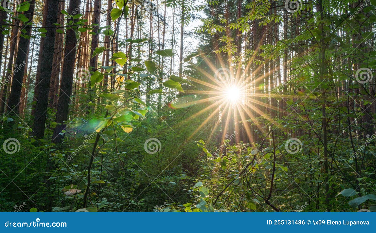 Camera Movement through Forest Thicket, Sunlight through Forest Trees ...
