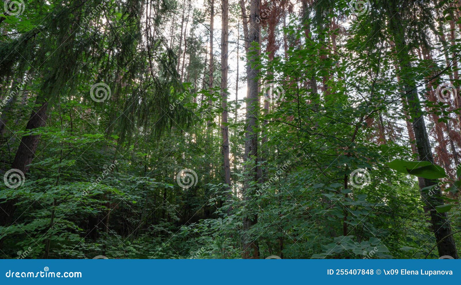 Camera Movement through Forest Thicket, Sunlight through Forest Trees ...