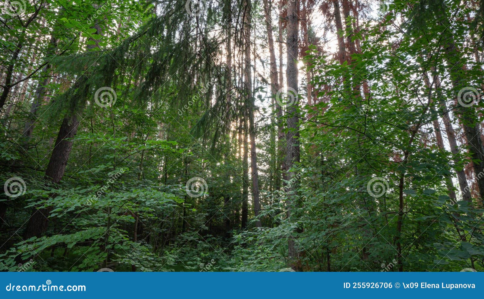 Camera Movement through Forest Thicket, Sunlight through Forest Trees ...