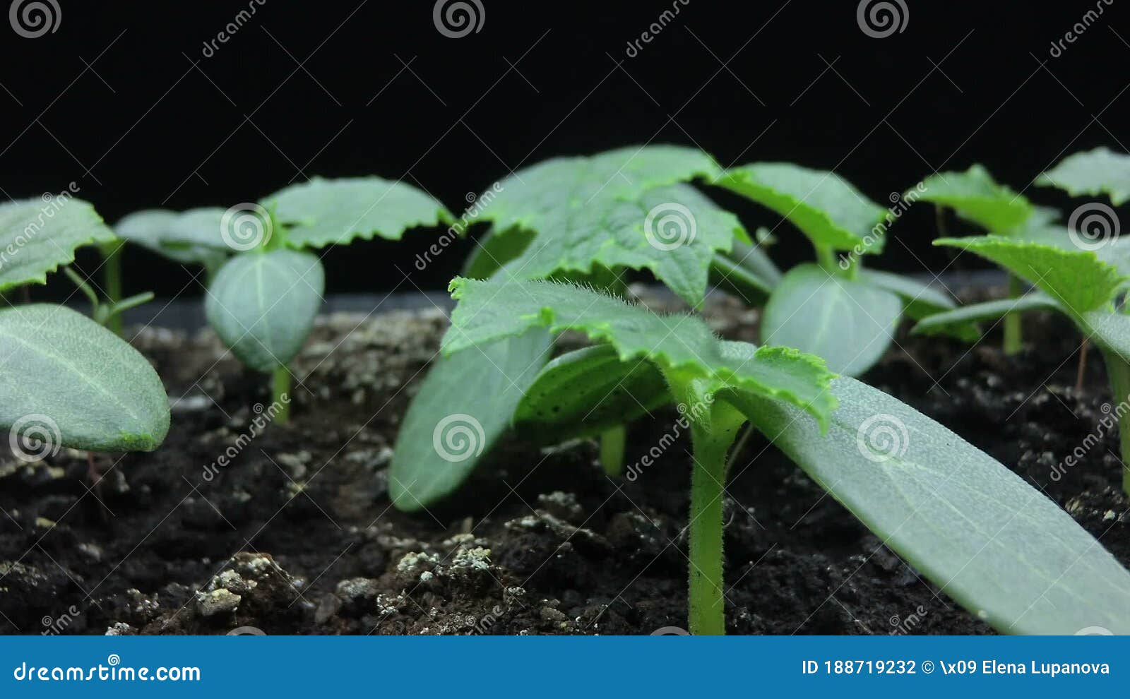 Camera Movement Past the Growing Young Shoots of Cucumber Seedlings ...