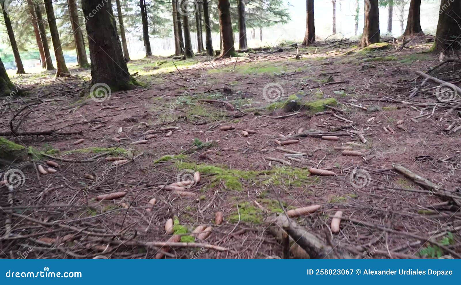 Camera Moving Forward through the Trees in a Lush Forest Stock Video ...