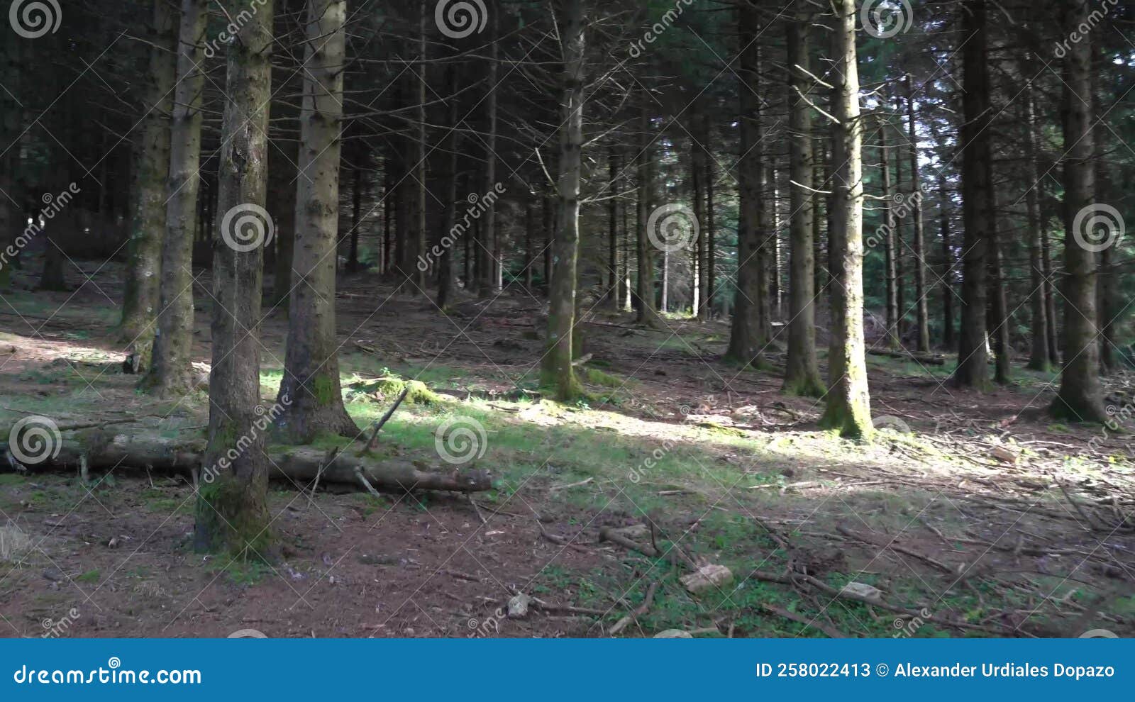 Camera Moving Forward through the Trees in a Lush Forest Stock Video ...