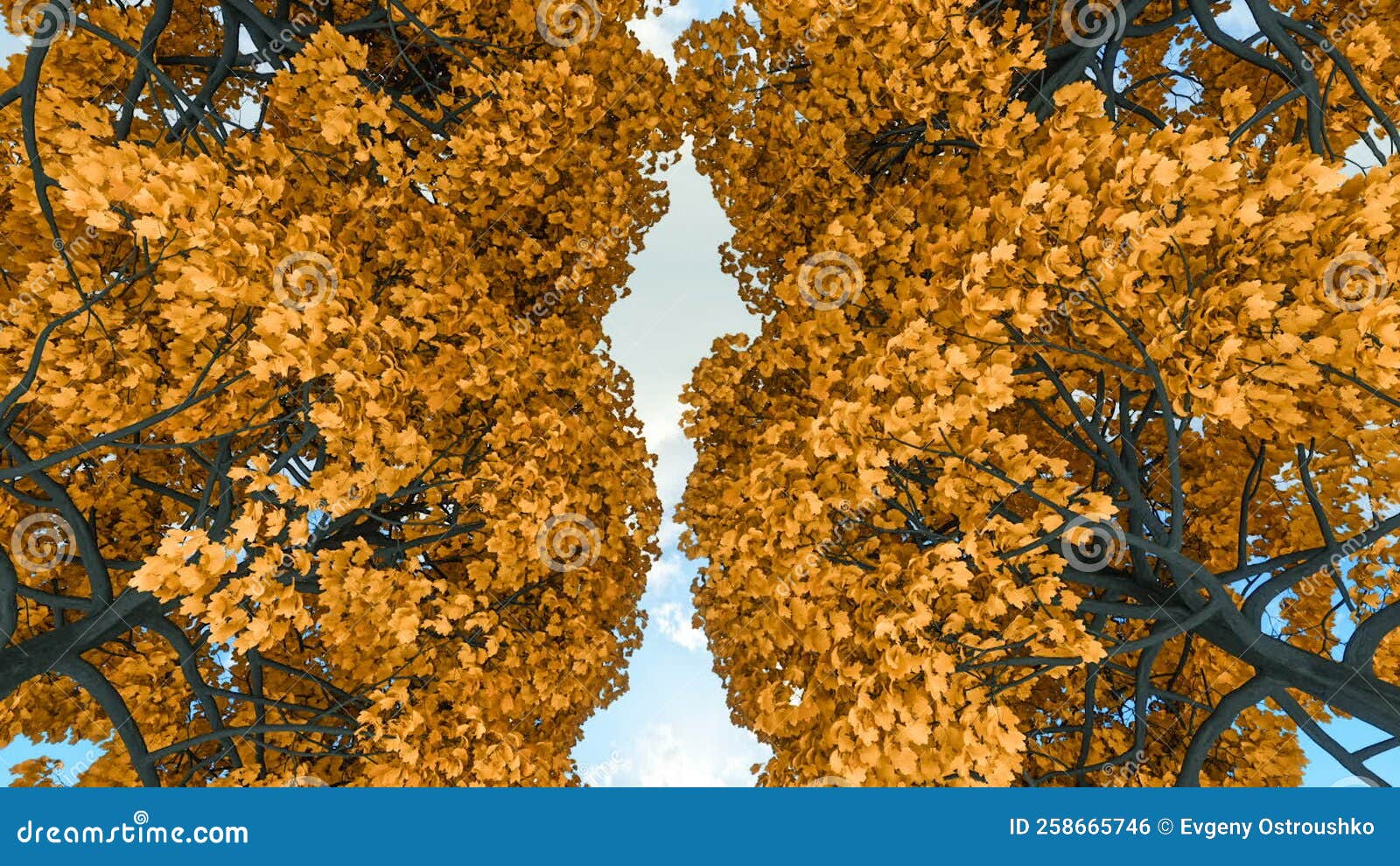 Camera Moving Forward between the Maple Trees Stock Footage - Video of ...