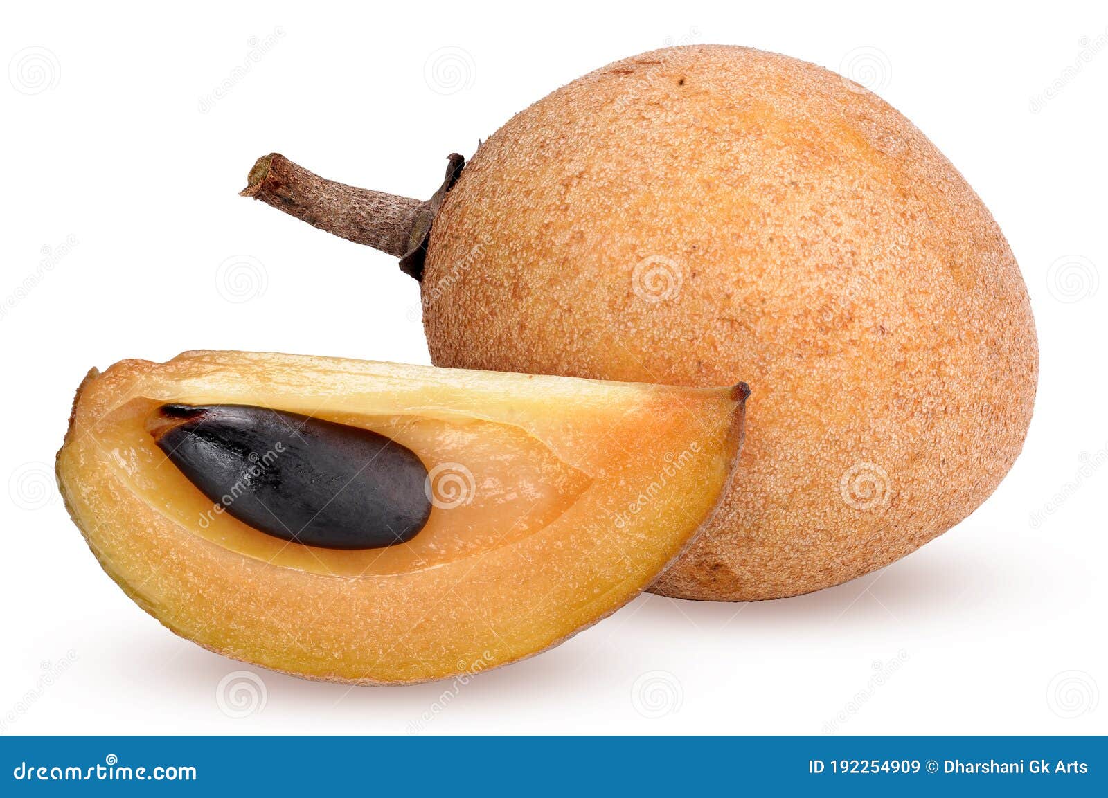 Sapodilla Fruit In Orchard Royalty-Free Stock Photo | CartoonDealer.com ...
