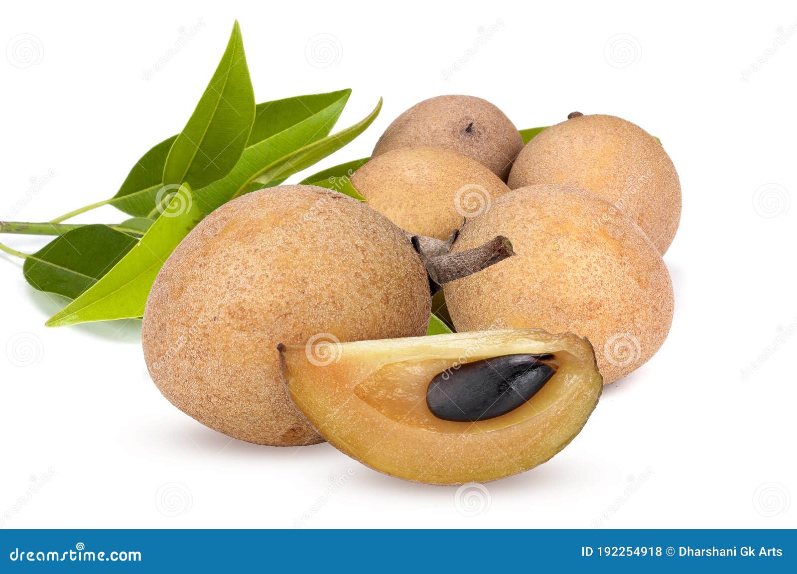 Sapodilla Fruit In Orchard Royalty-Free Stock Photo | CartoonDealer.com ...
