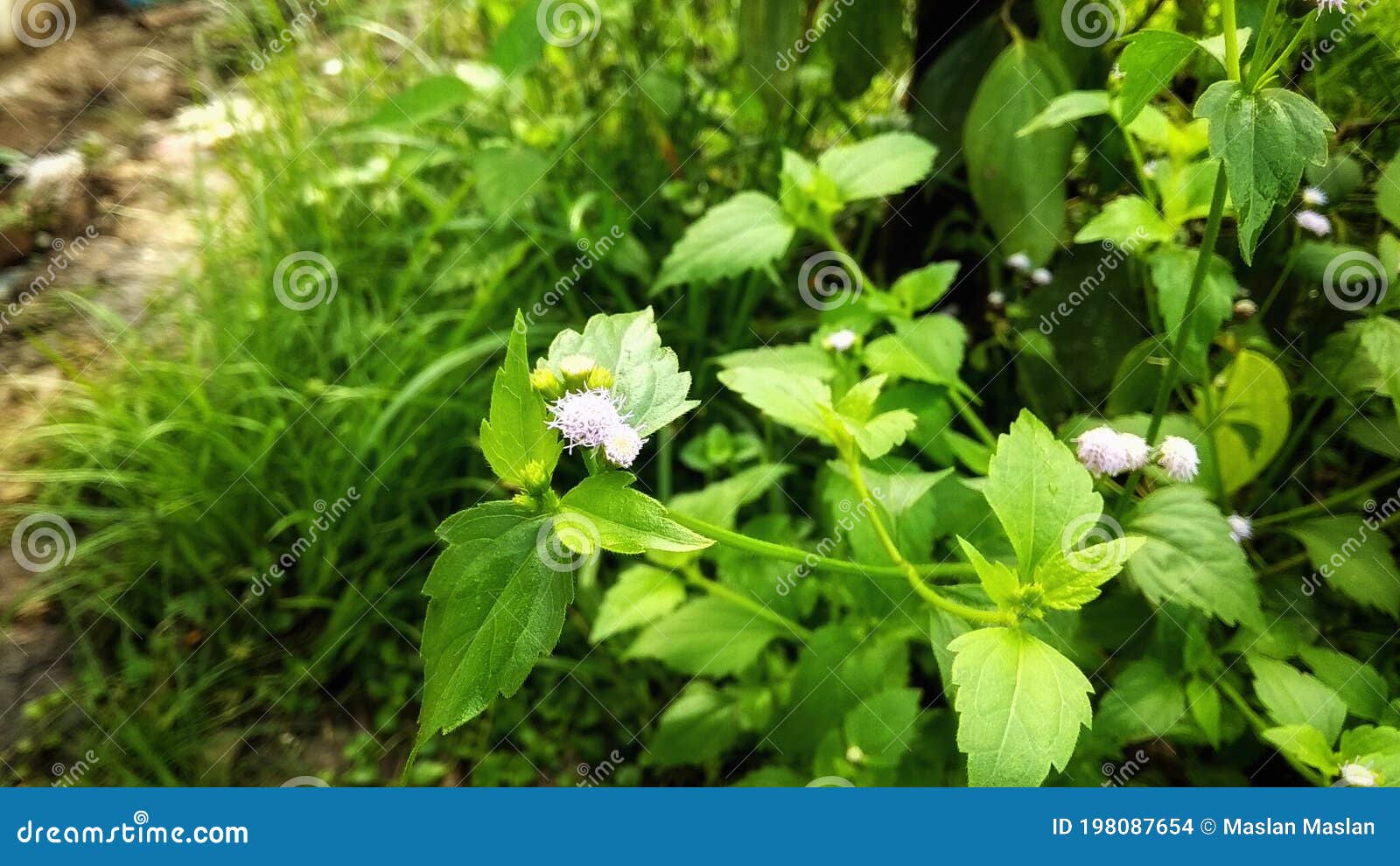 Camera Shot of Small White Weeds Stock Photo - Image of weeds, small ...