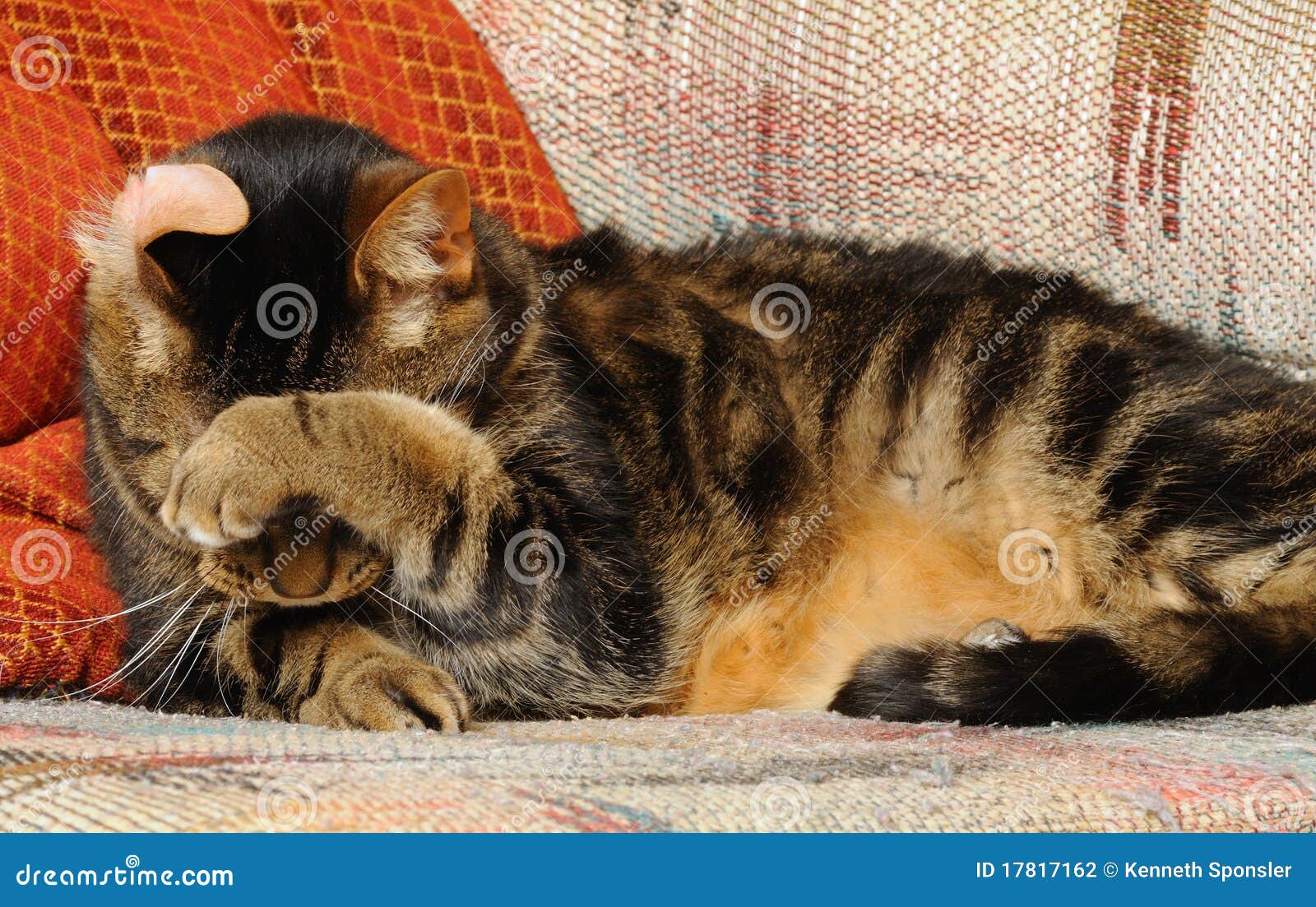 Camera shy cat stock photo. Image of house, resting, feline - 17817162