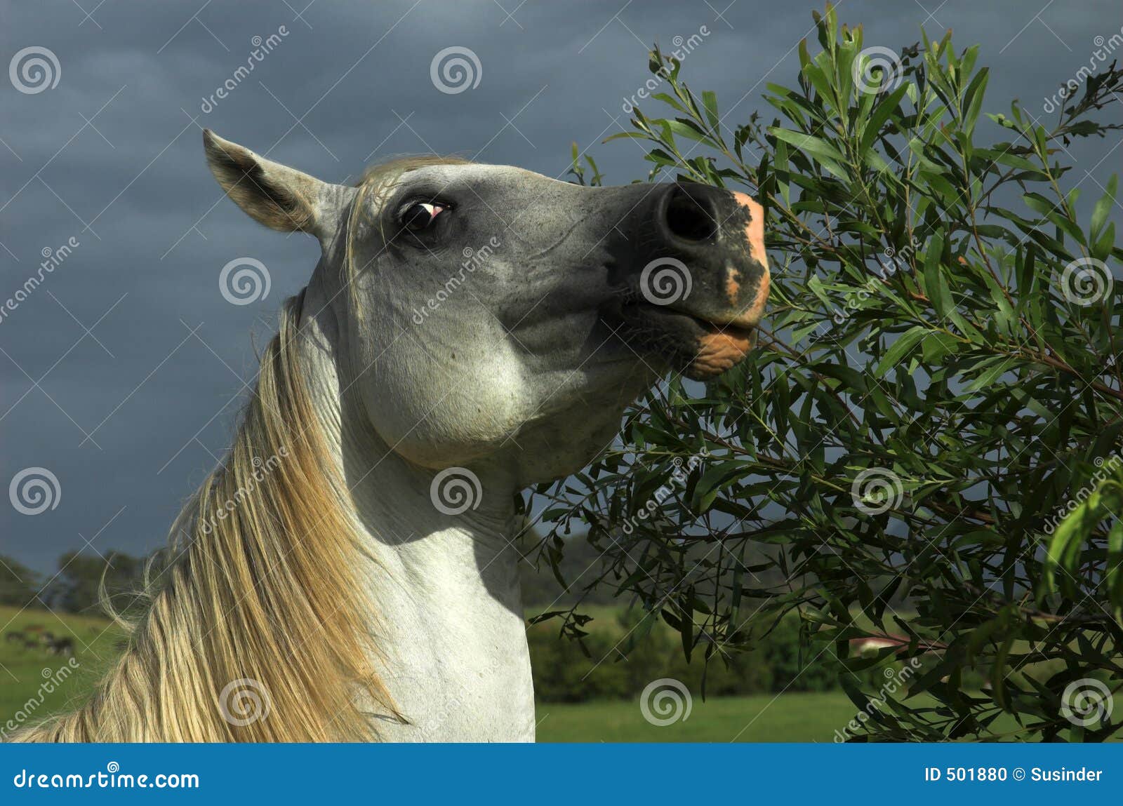 Camera Shy Horse stock photo. Image of country, animal - 501880
