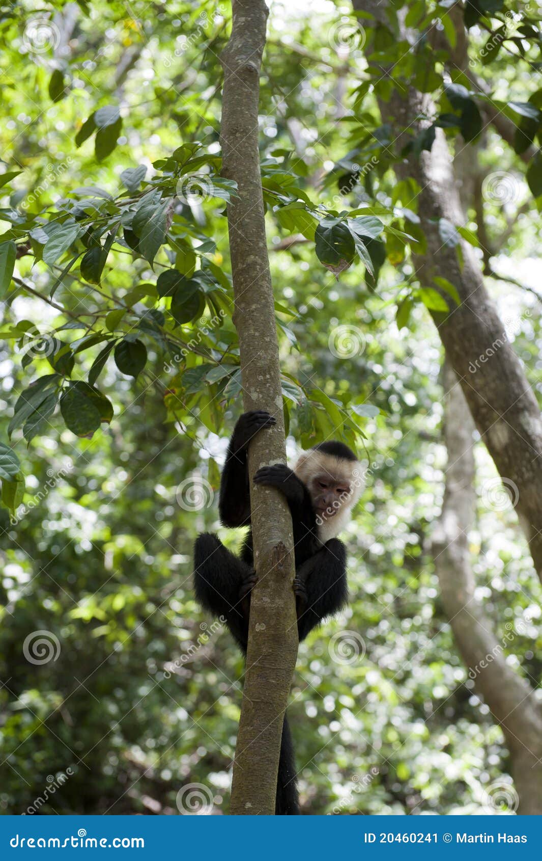 Camera shy monkey stock image. Image of leaves, monkey - 20460241