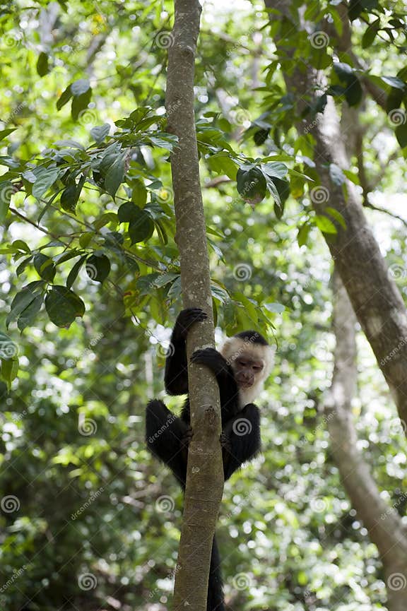 Camera shy monkey stock image. Image of leaves, monkey - 20460241