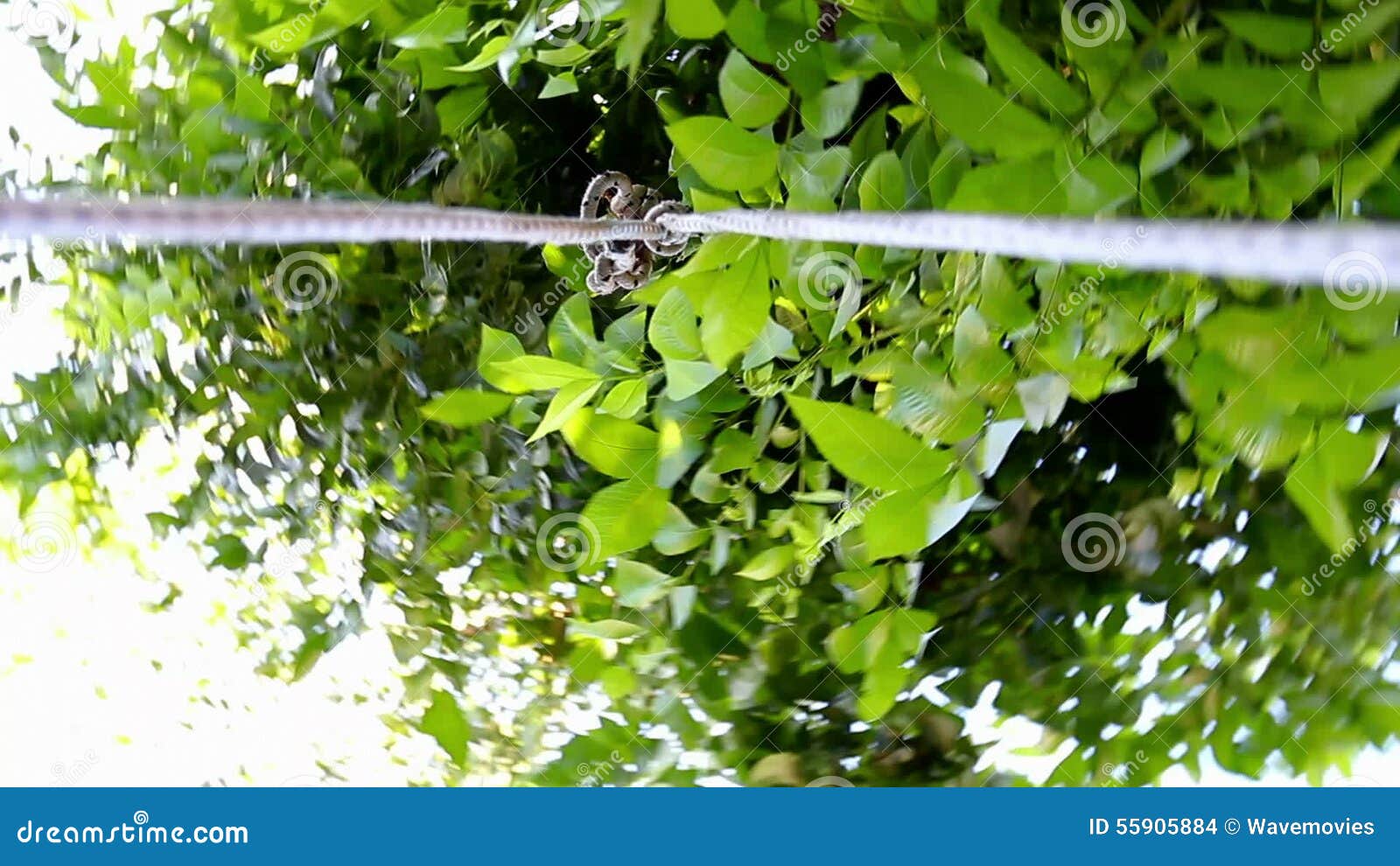 Camera Spinning Fast through Tree in Low Angle Shot Stock Footage ...
