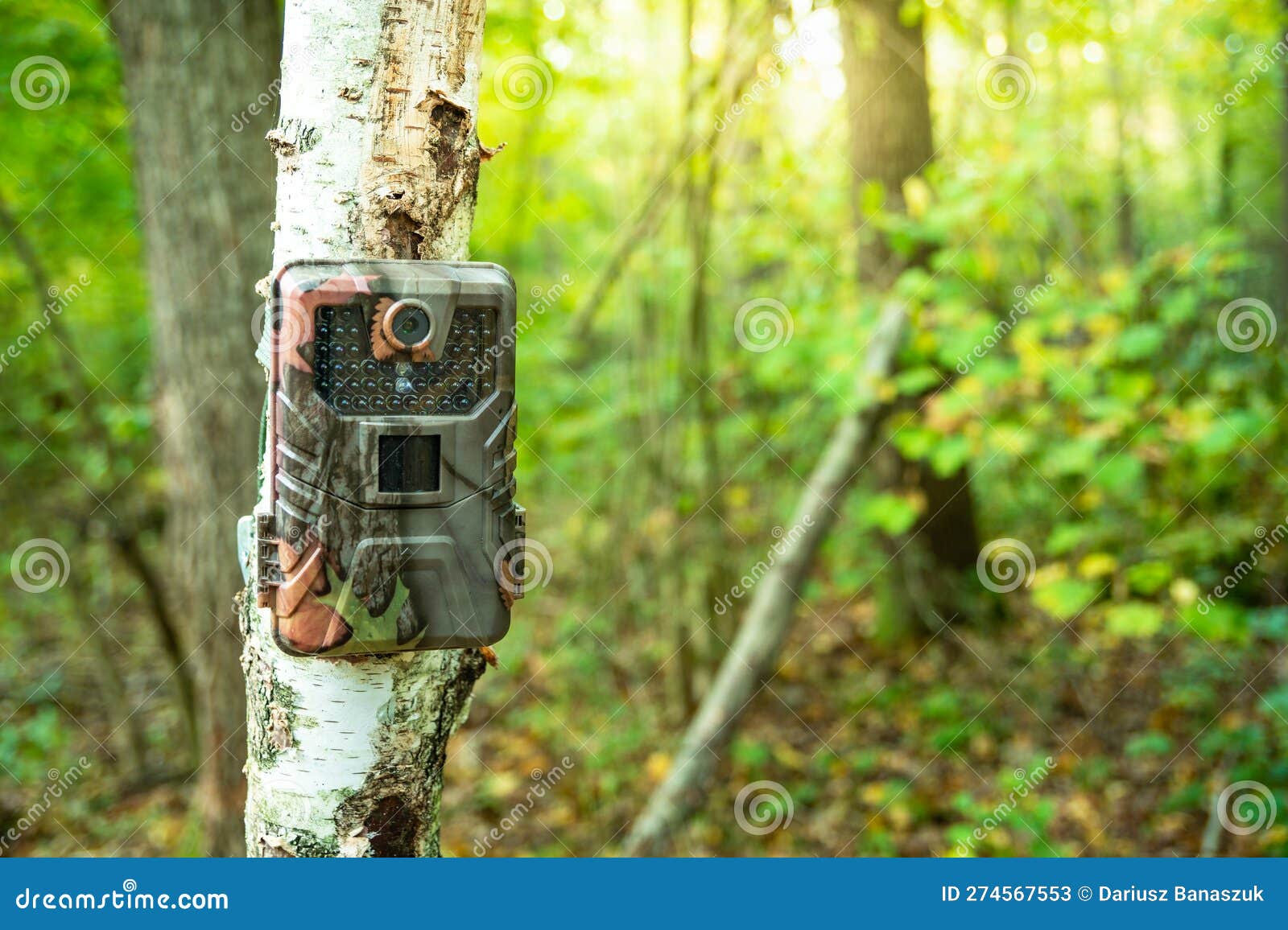 Camera Trap on a Birch Tree Trunk in the Forest Stock Image - Image of ...