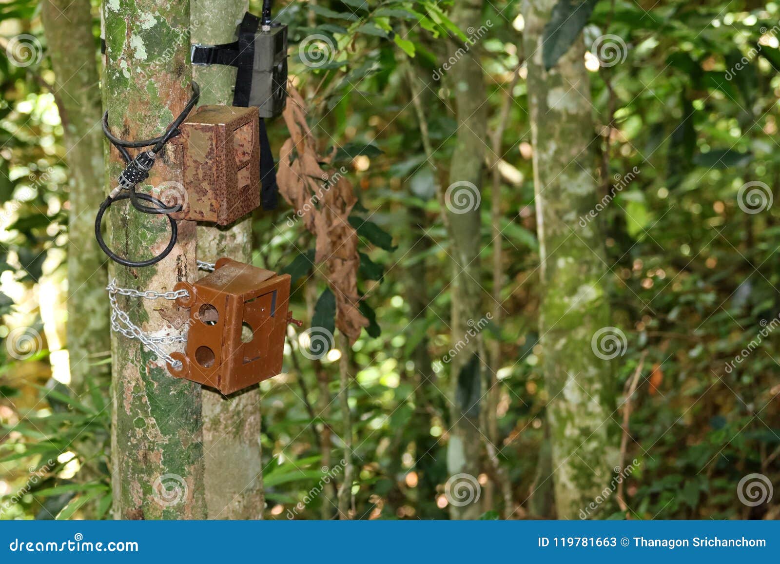 Camera Trap Box or Case Attaches To a Tree in the Rain Forest Stock ...