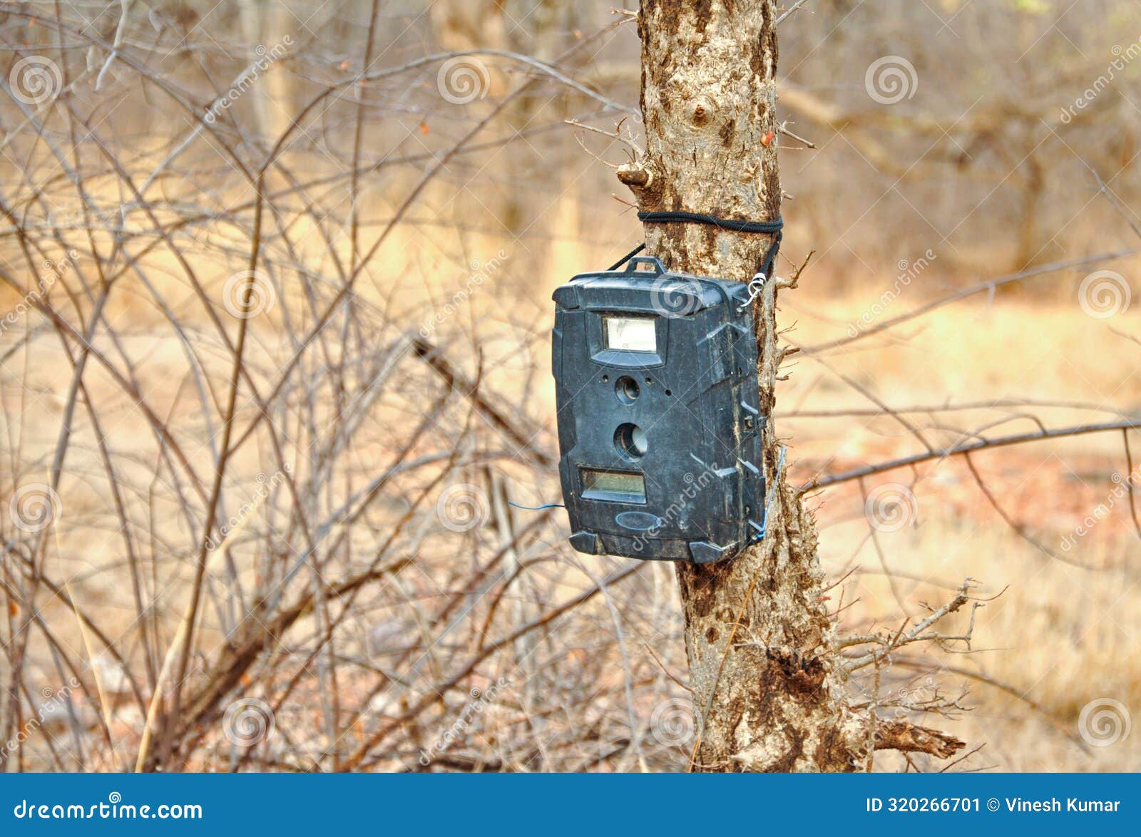 Camera Trap Box Or Case Attaches To A Tree In The Rain Forest Royalty ...