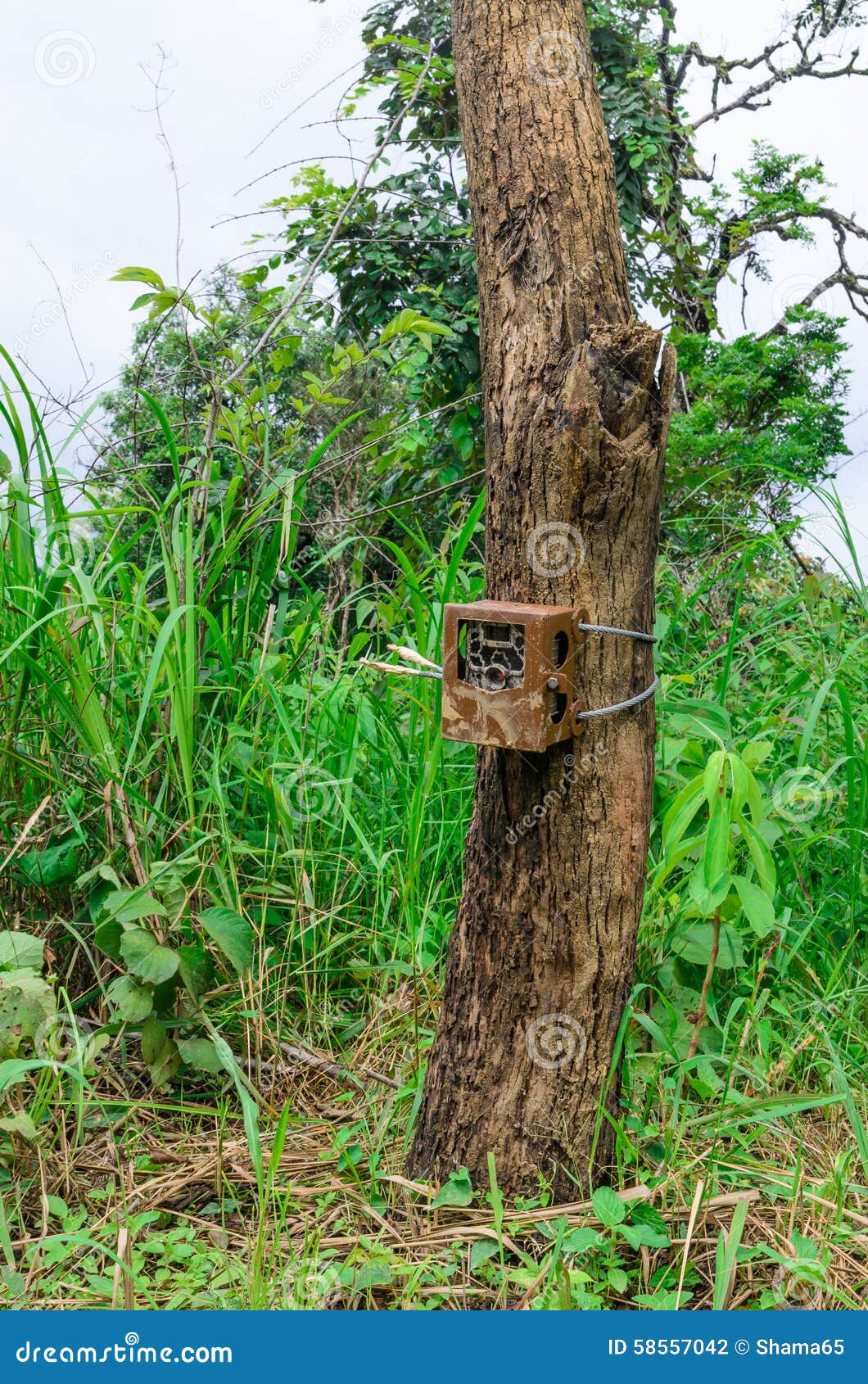 Camera Trap Box Or Case Attaches To A Tree In The Rain Forest Royalty ...