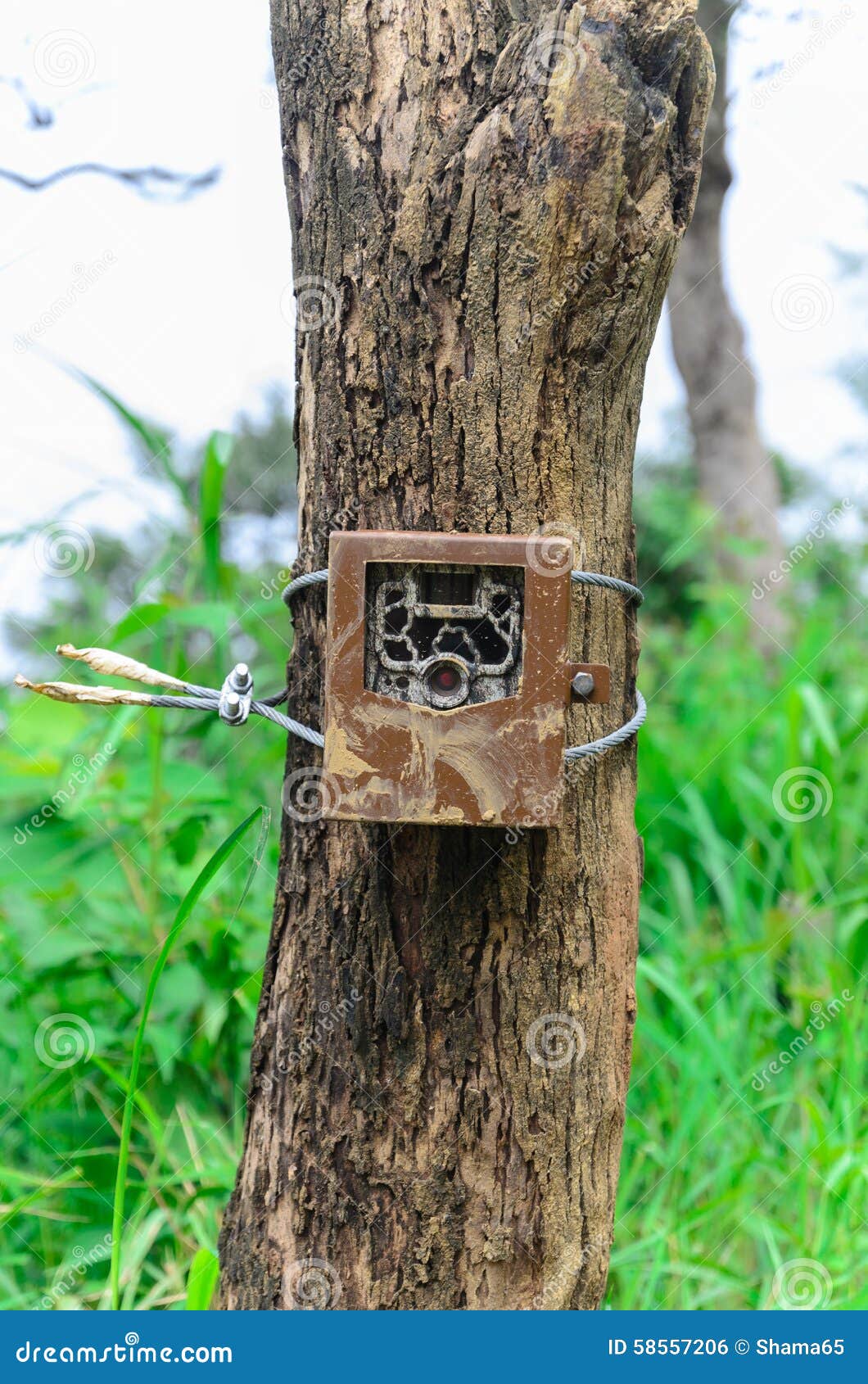 Camera Trap Box Or Case Attaches To A Tree In The Rain Forest Royalty ...