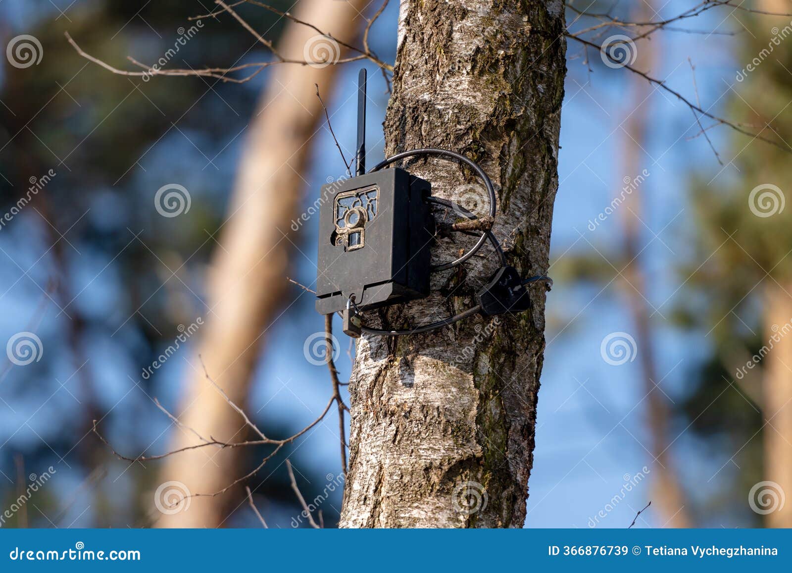 Camera Trap Attached To A Tree With Lock In Summer Forest. Stock Photo ...