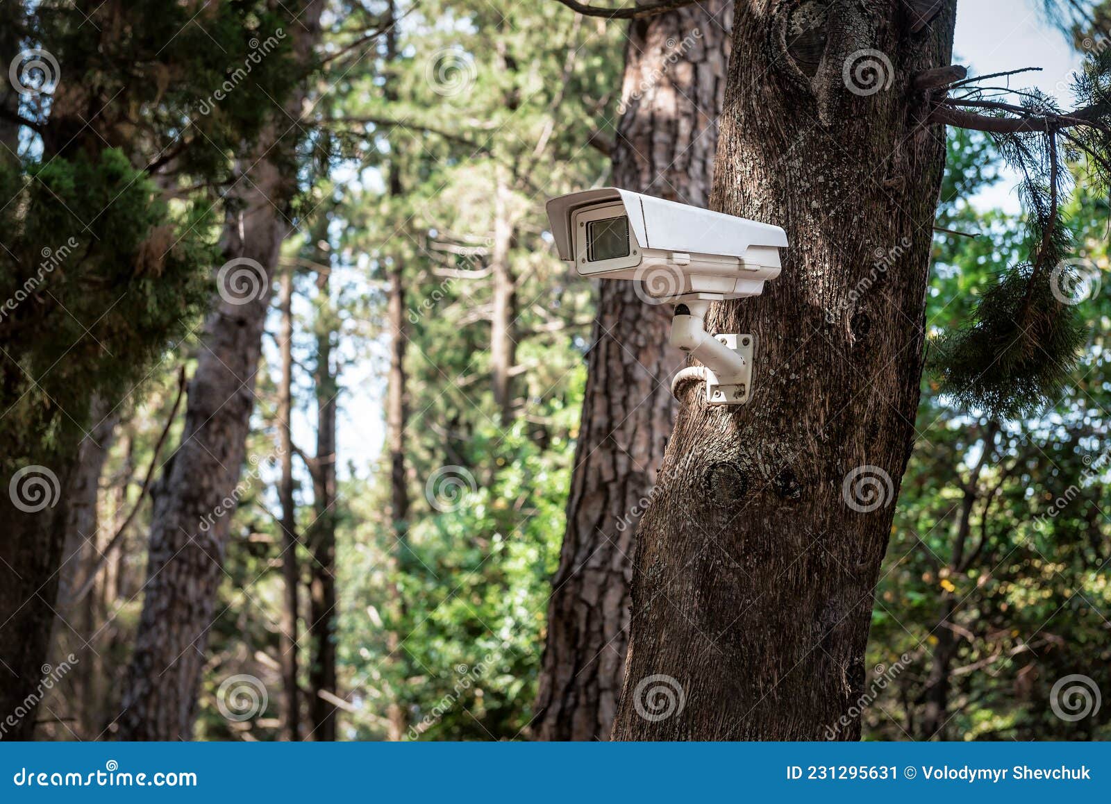 Camera on the Tree in the Forest Stock Image - Image of modern, guard ...