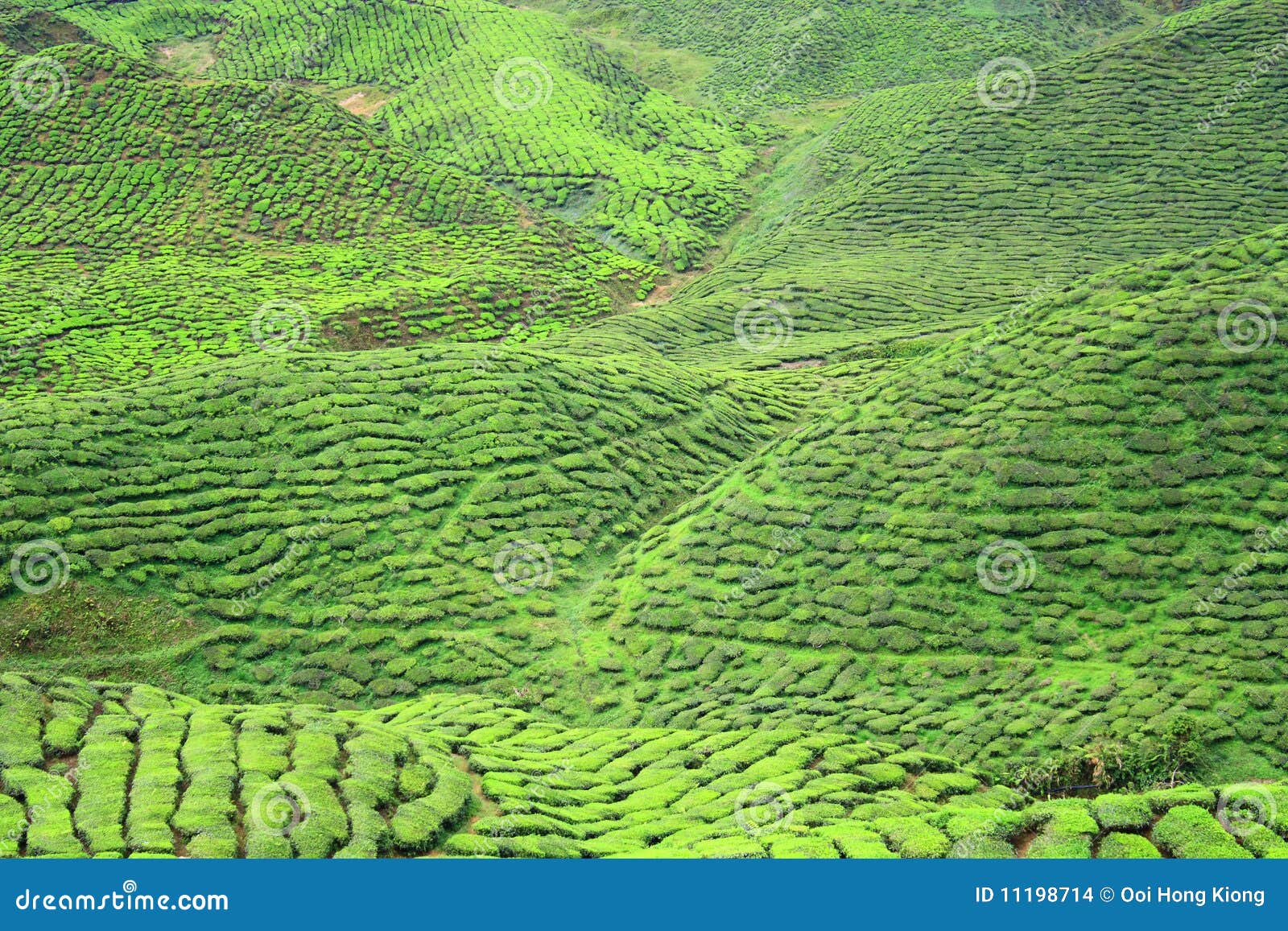 Cameron Farm Highlands Tea Valley 库存照片 - 图片 包括有 横向, 痛苦: 11198714