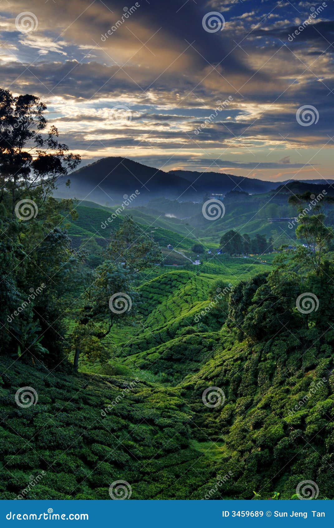 Cameron Highland at Dawn stock image. Image of leaf, landforms - 3459689