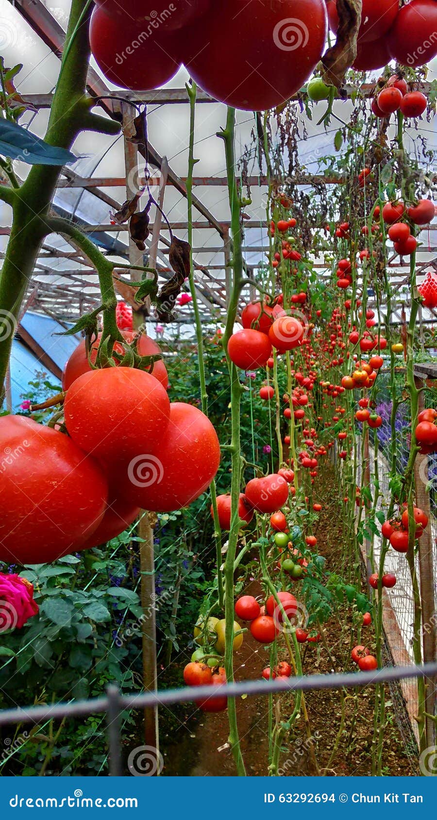 Cameron Highland Fresh Tomato Tree Stock Photo - Image of potato, green ...
