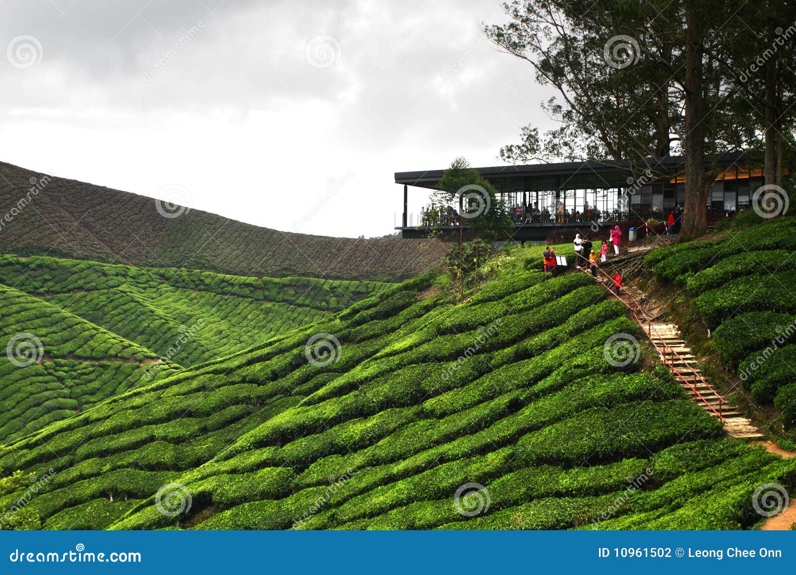 Cameron Highland, Malaysia stock photo. Image of tourism - 10961502