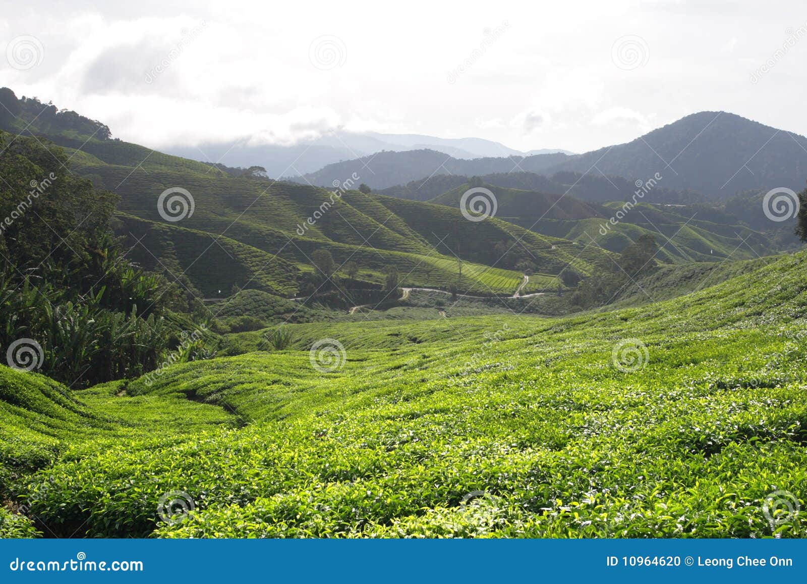 Cameron Highland, Malaysia stock photo. Image of landscape - 10964620