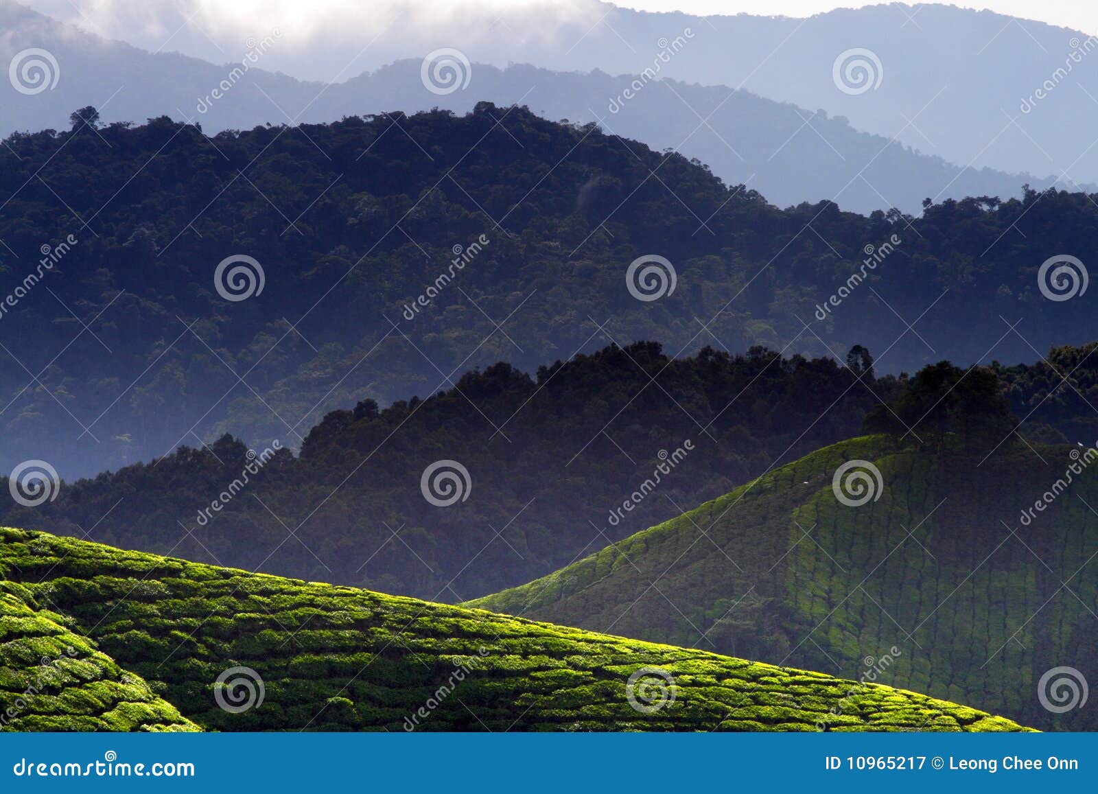 Cameron Highland, Malaysia stock image. Image of scenery - 10965217
