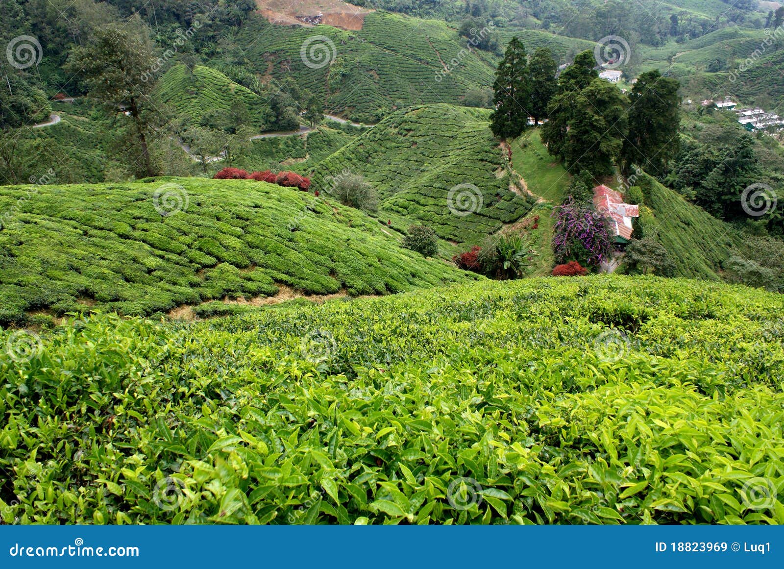 Cameron Highlands stock image. Image of trees, asia, malaysia - 18823969