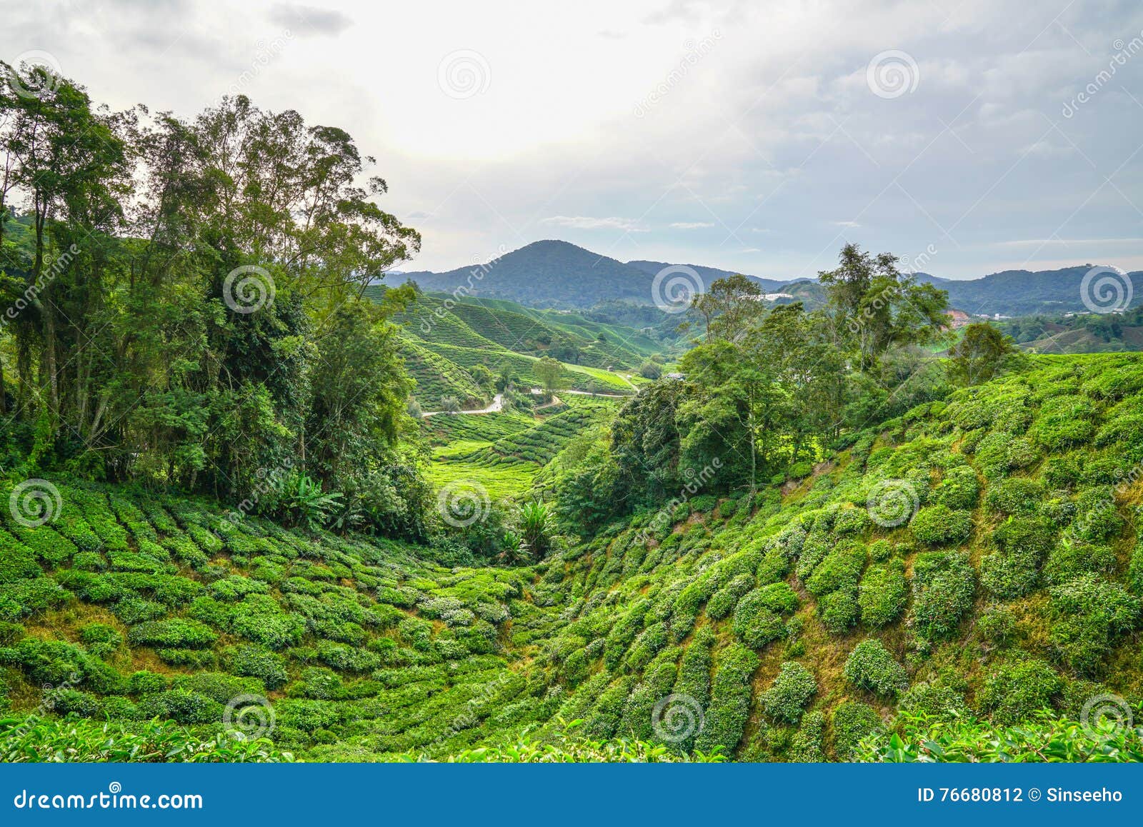 Cameron Highlands stock foto. Image of heuvels, lente - 76680812