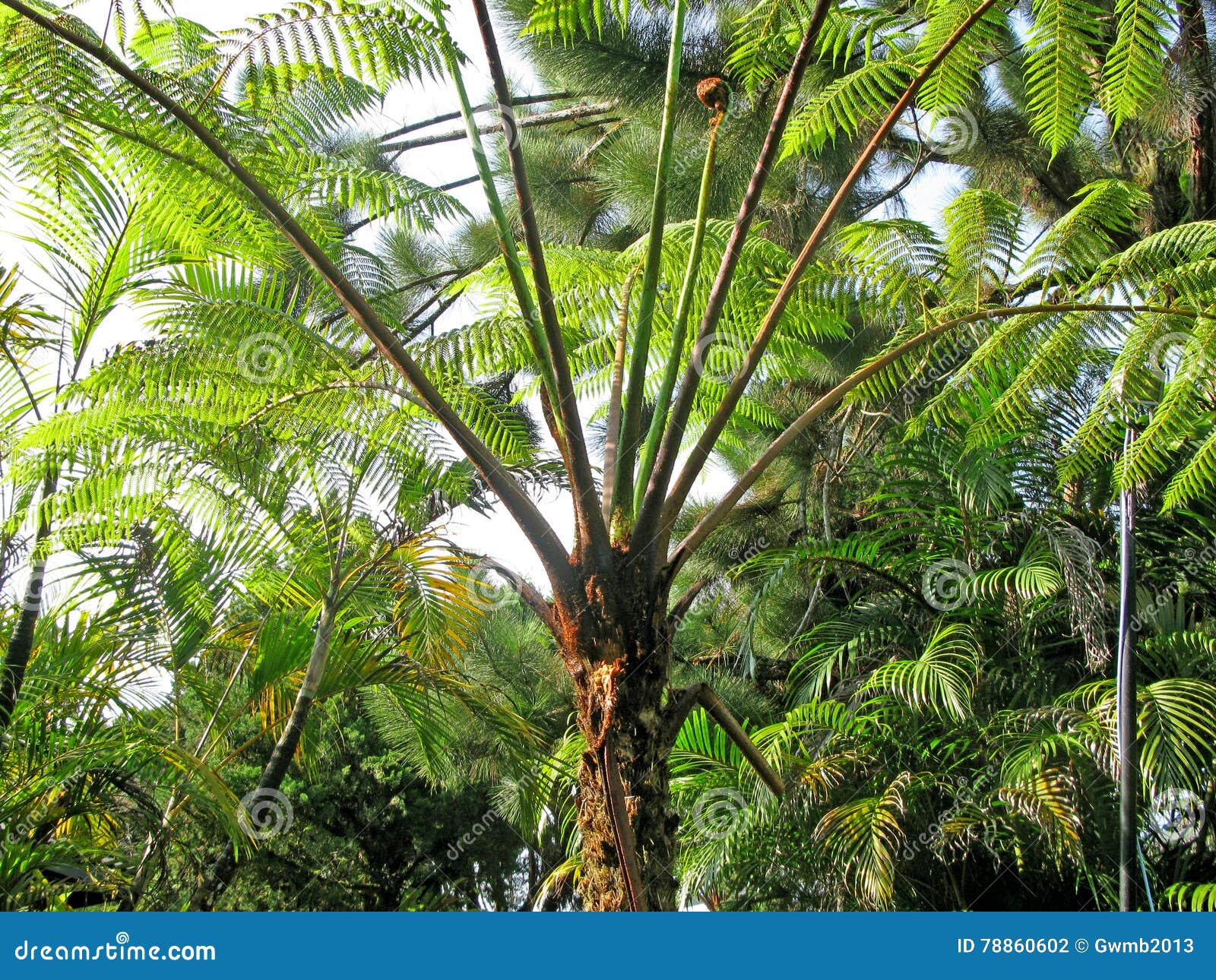 Cameron Highlands 043 stock photo. Image of mountain - 78860602