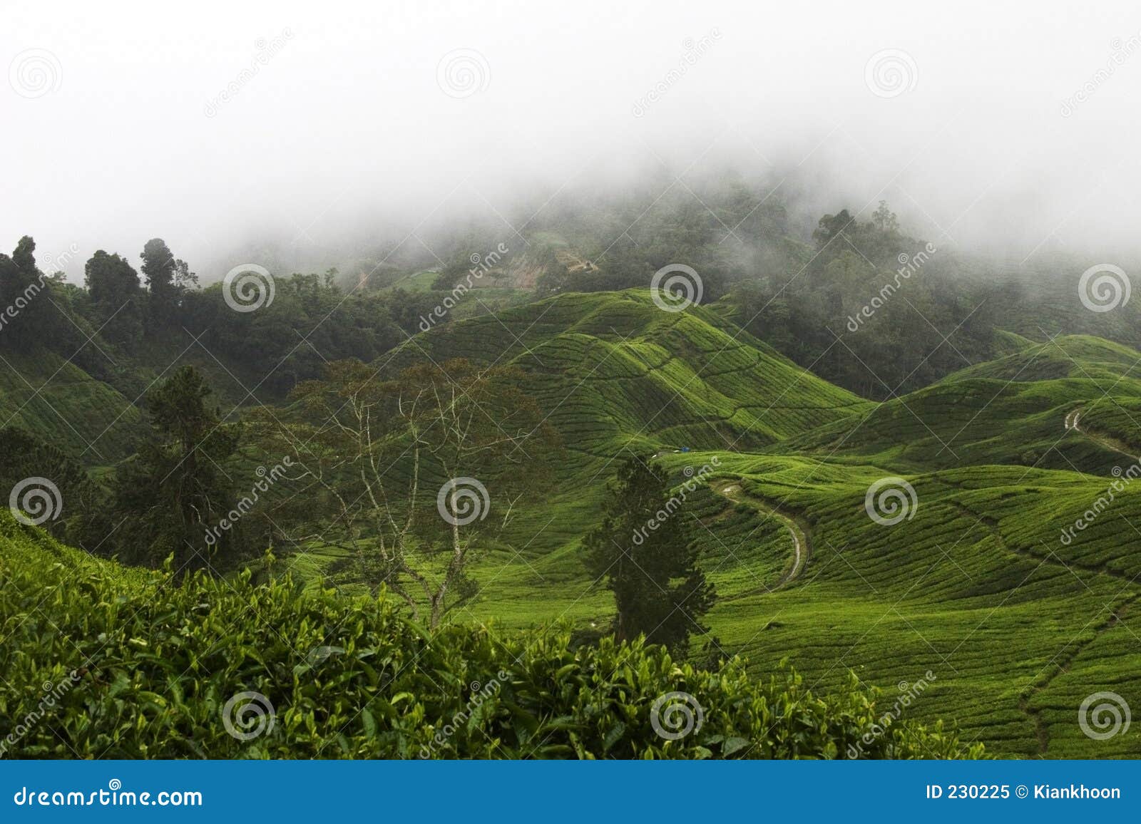 Cameron Highlands Tea Plantation Stock Image - Image of foggy, trees ...