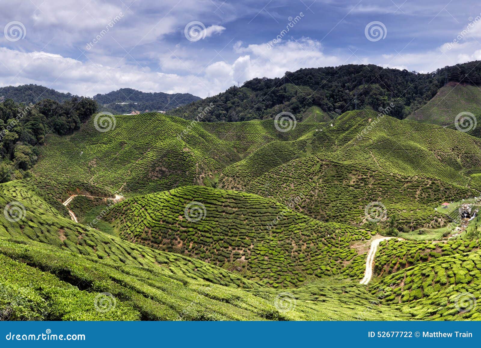 Cameron Highlands Tea Plantation Panorama Fotografia Stock - Immagine ...