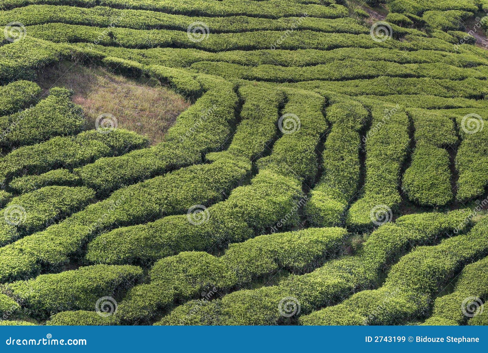 Cameron tea plantations stock image. Image of summer, farmer - 2743199