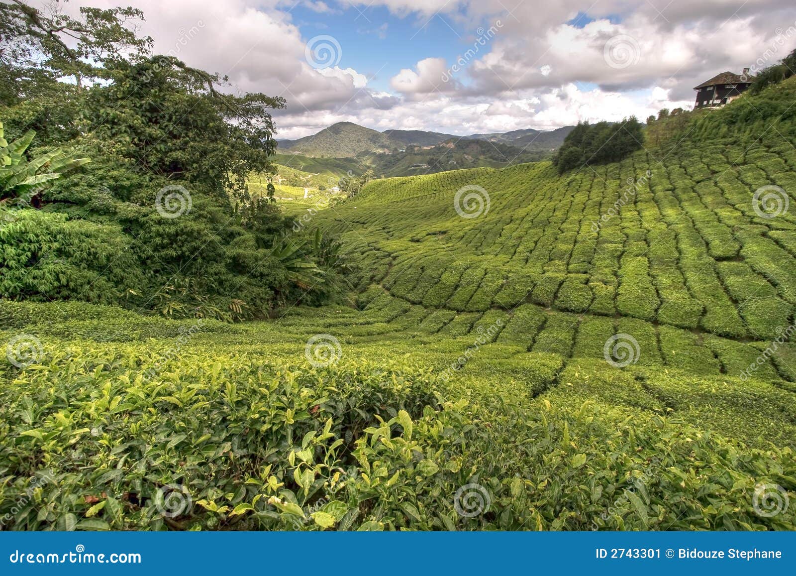 Cameron tea plantations stock image. Image of summer, drinking - 2743301