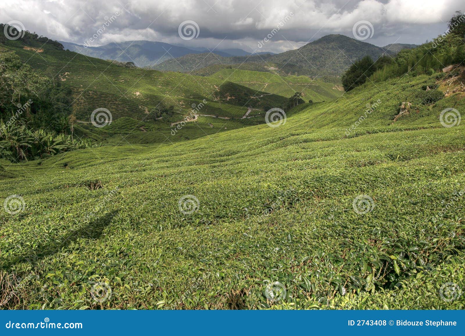 Cameron tea plantations stock photo. Image of rural, landscape - 2743408