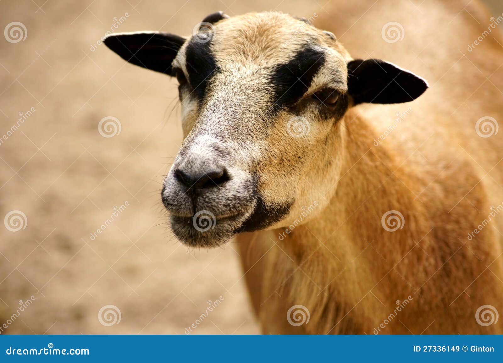Cameroon Dwarf Blackbelly Sheep Stock Images by Megapixl