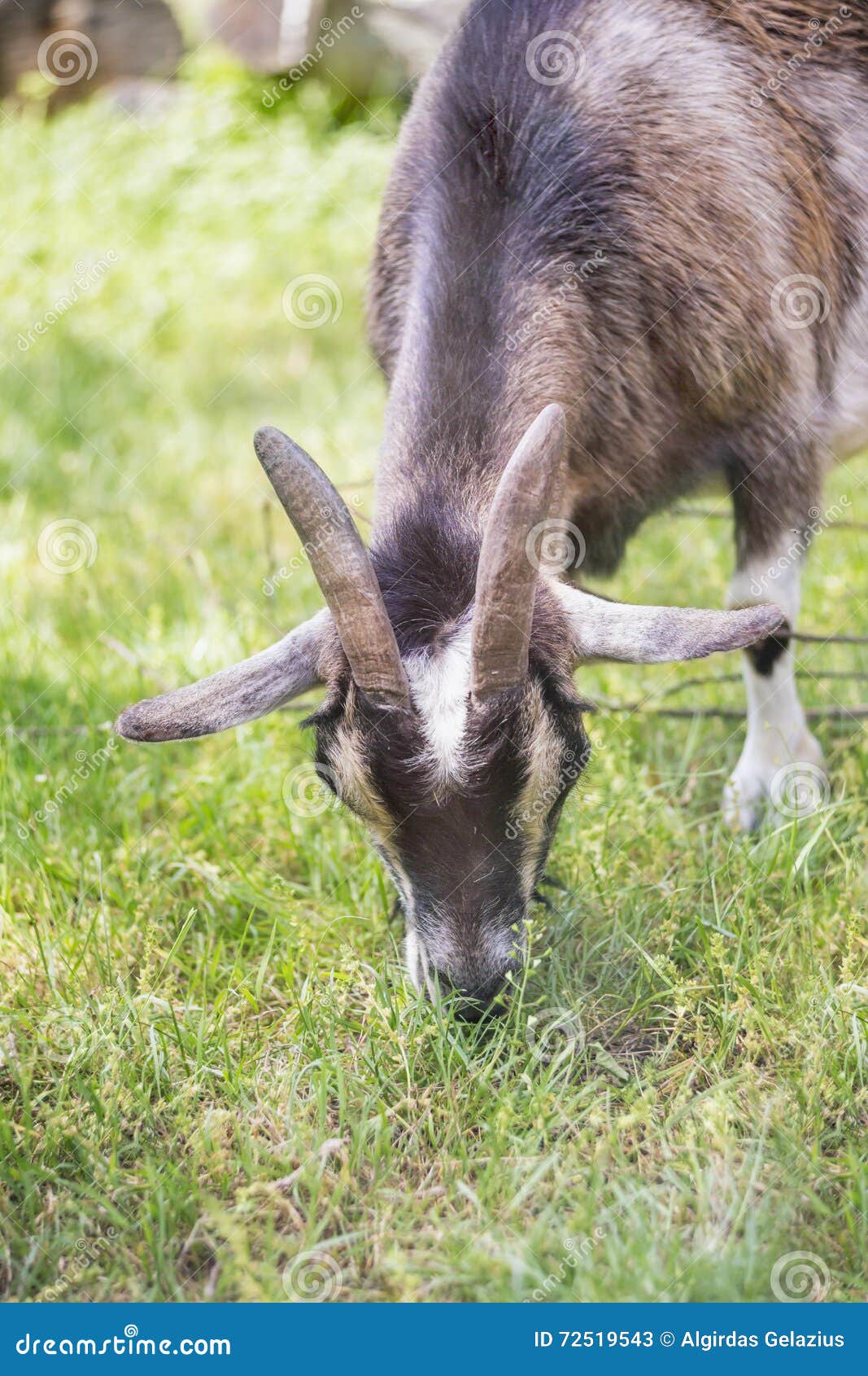 Cameroon dwarf goat stock image. Image of farm, grey - 72519543