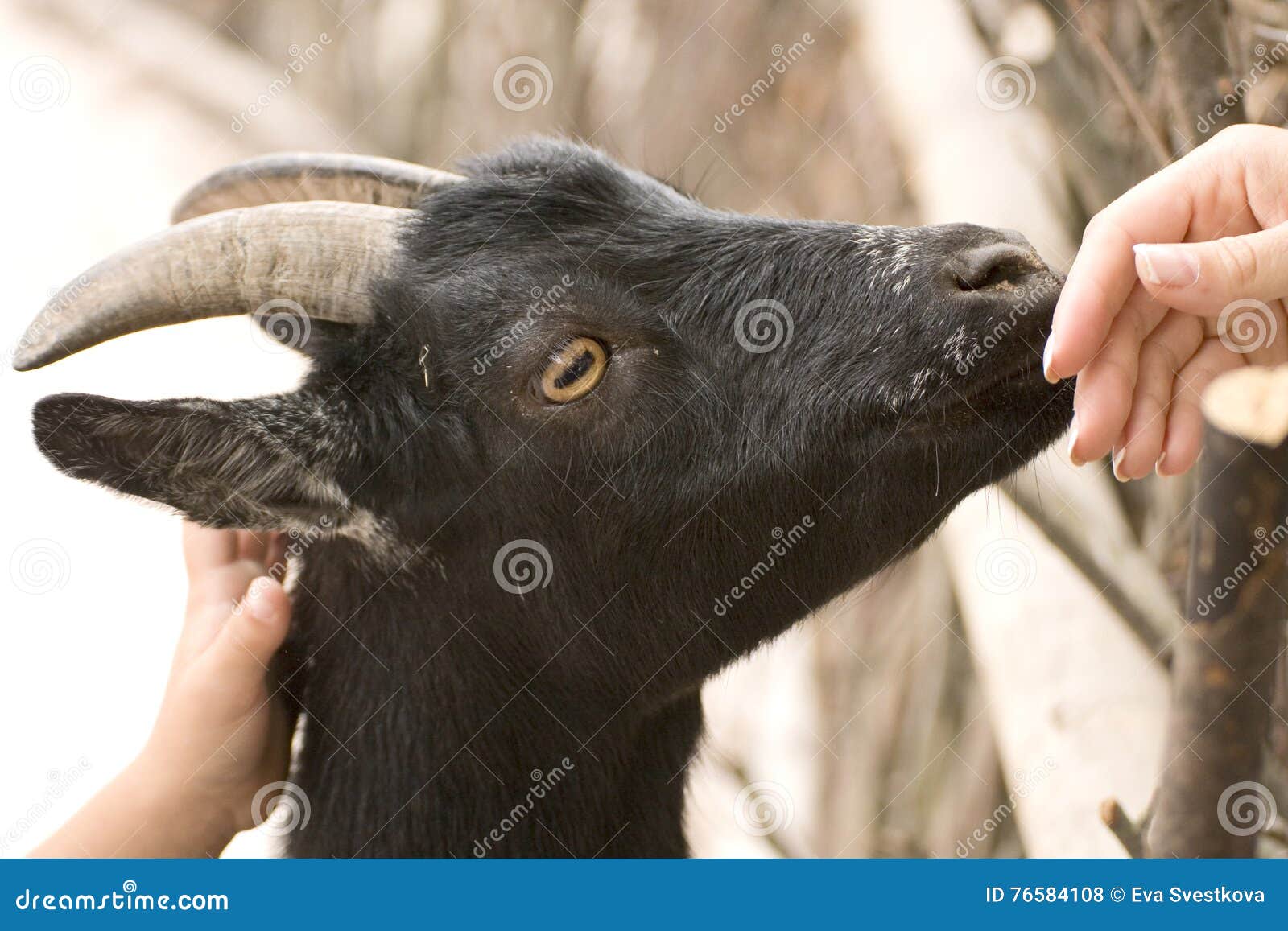 Cameroon dwarf in ZOO stock photo. Image of hand, dwarf - 76584108