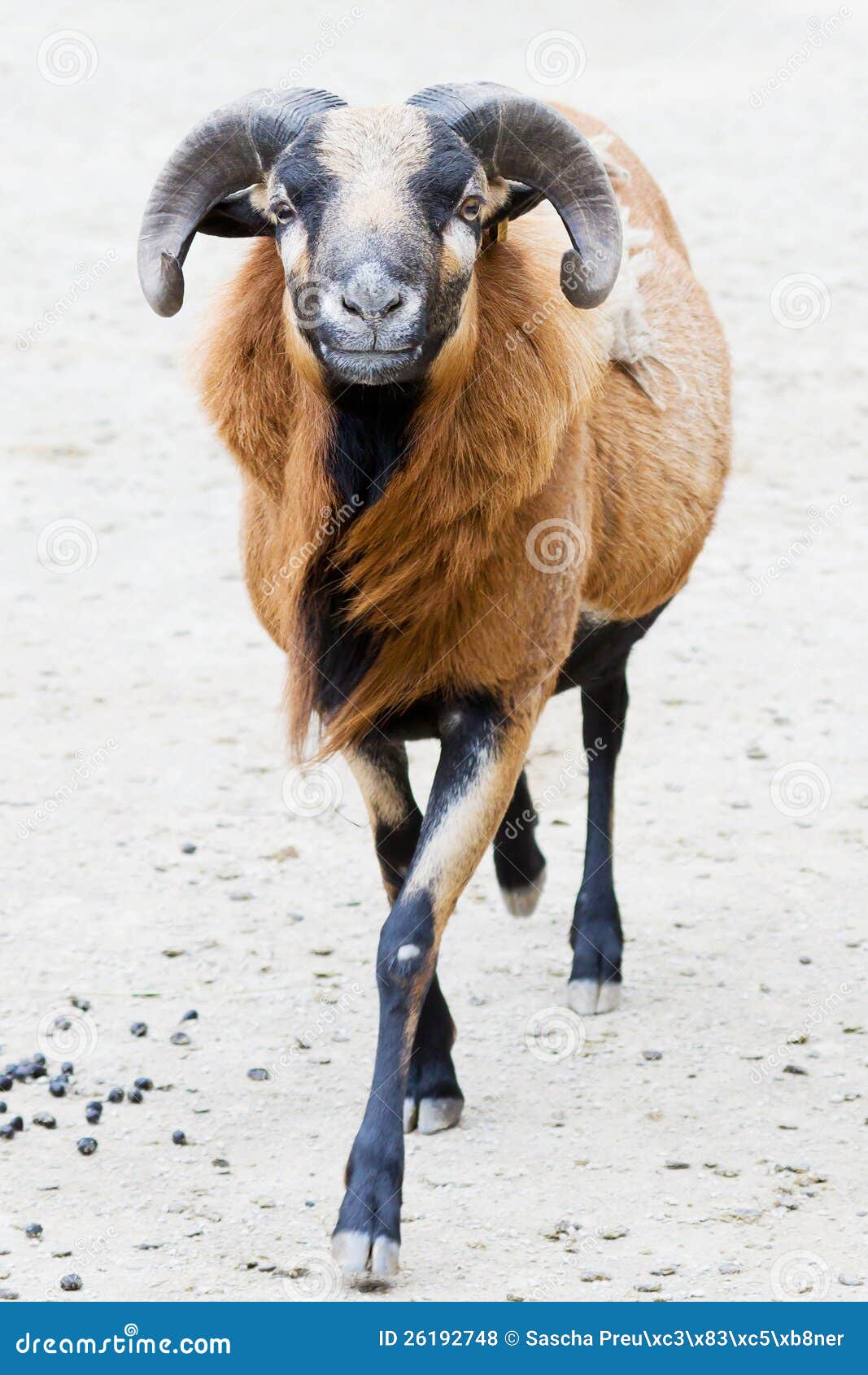 Cameroon ram stock photo. Image of horn, black, mountain - 26192748